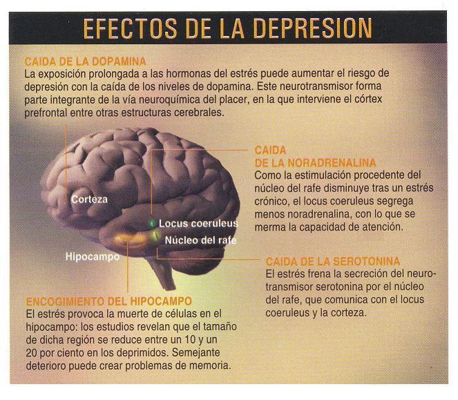 Efectos De La Depresión En Nuestro Cerebro Centro Psicológico Cpc