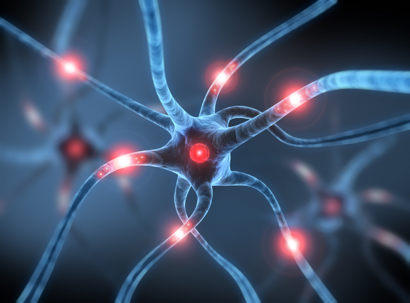 Neurogénesis: ¿cómo se crean nuevas neuronas? – Centro Psicológico CPC